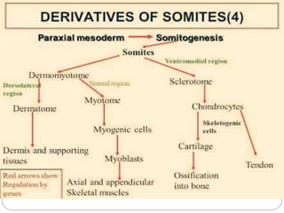 SOMITE development | PPTX
