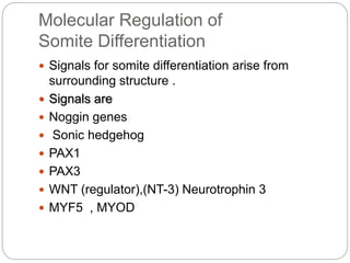 SOMITE development | PPTX