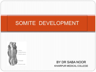 SOMITE development | PPTX
