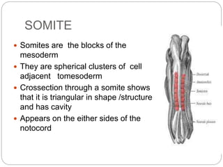 SOMITE development | PPTX