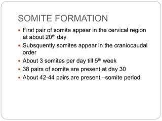 SOMITE development | PPTX