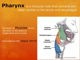 Disease of the Pharynx | PPTX