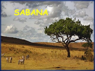Sabana | PPT
