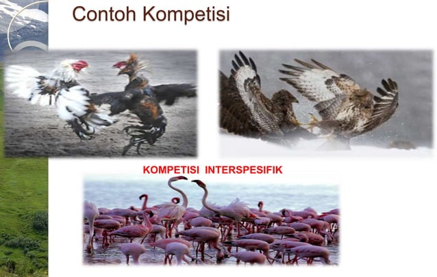 Sabana, danau, kompetisi intraspesifik dan interspesifik | PPT