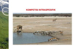 Sabana, danau, kompetisi intraspesifik dan interspesifik | PPTX