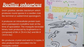 MICROBIAL BIOPESTICIDES AND TYPES (Bacillus thuringienisis , Bacillus ...