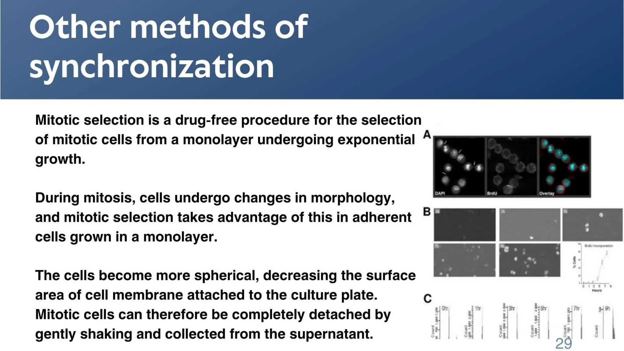 CELL SYNCHRONIZATION (PHYSICAL SEPARATION AND CHEMICAL BLOCKADE) | PPTX