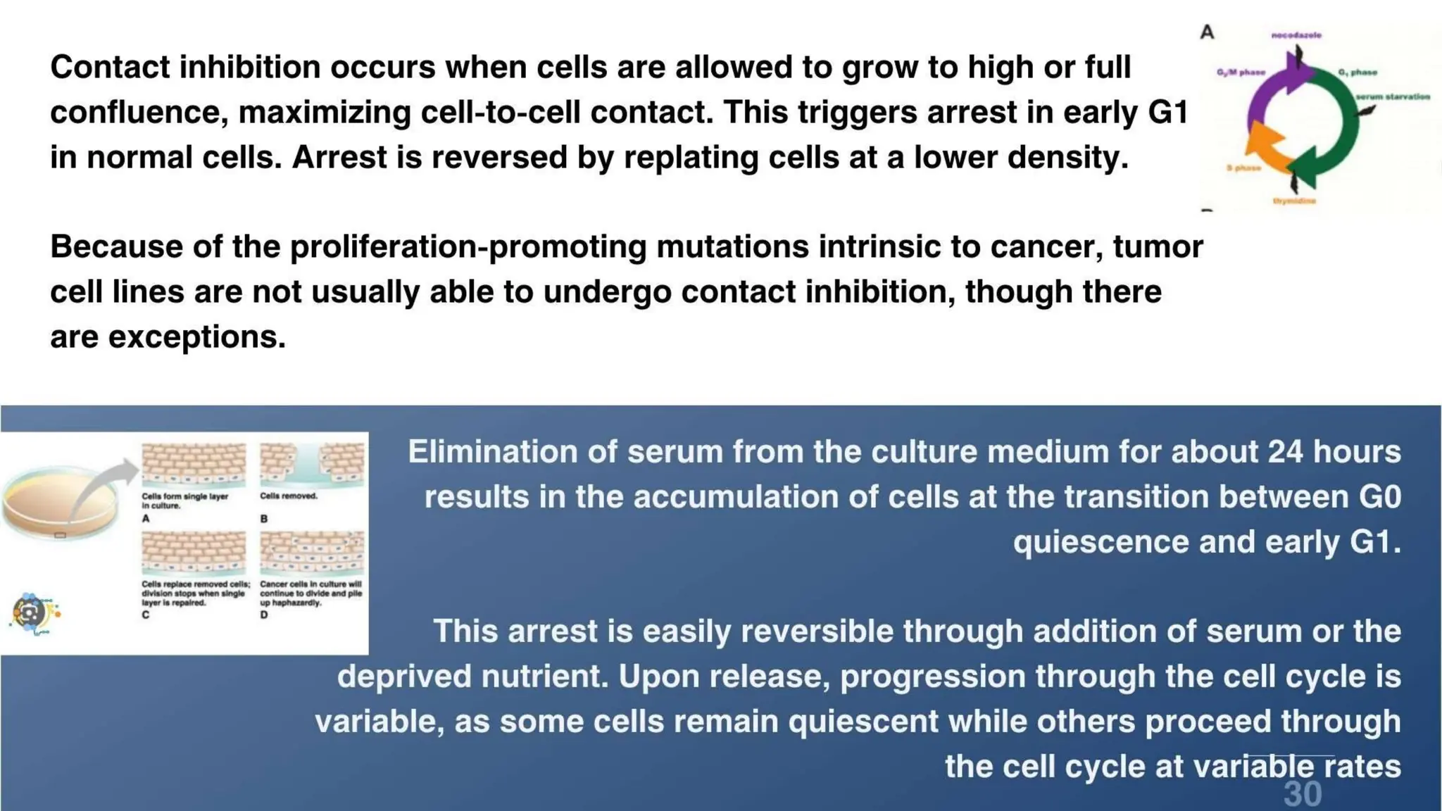 CELL SYNCHRONIZATION (PHYSICAL SEPARATION AND CHEMICAL BLOCKADE) | PPTX