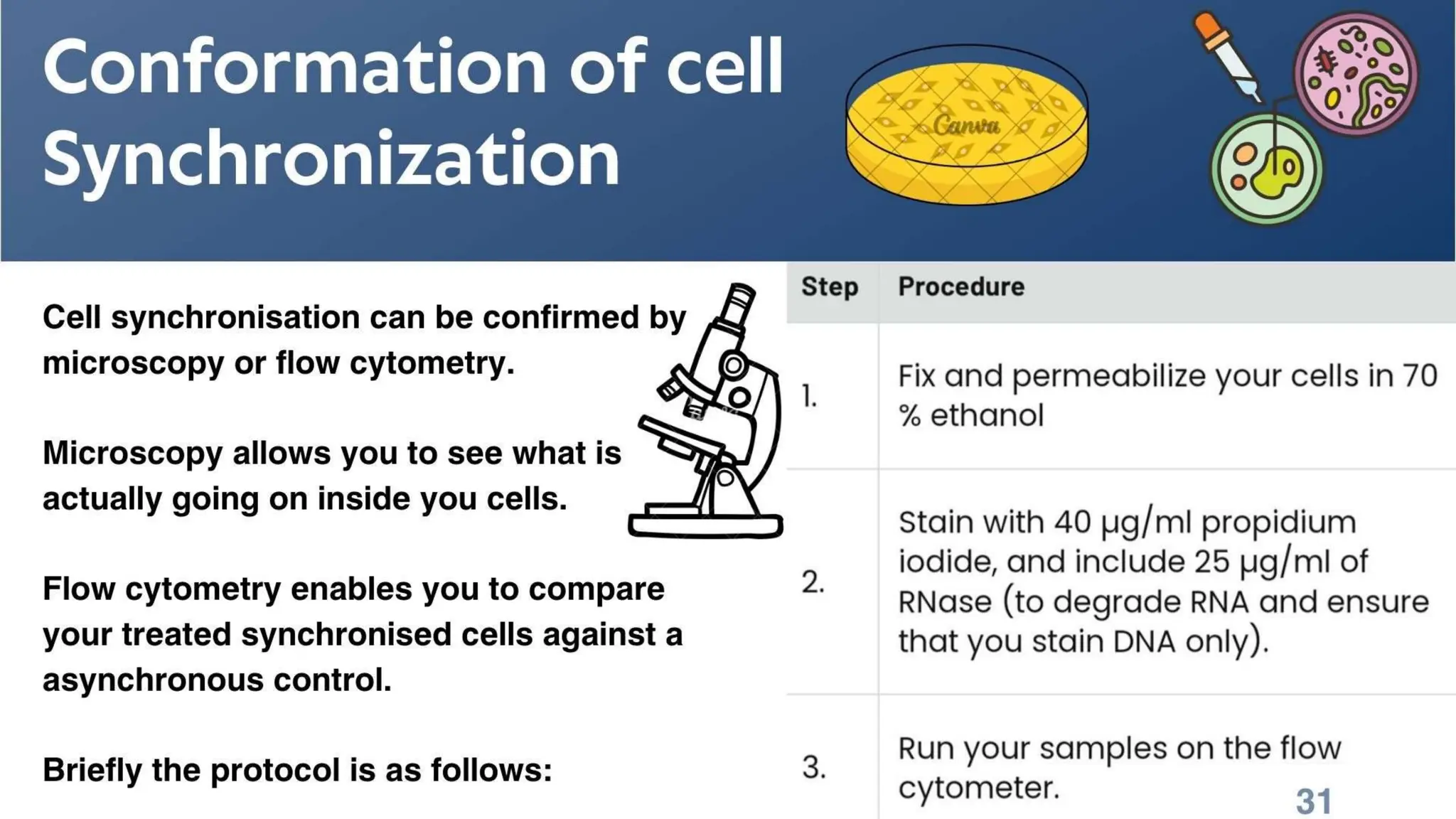 CELL SYNCHRONIZATION (PHYSICAL SEPARATION AND CHEMICAL BLOCKADE) | PPTX