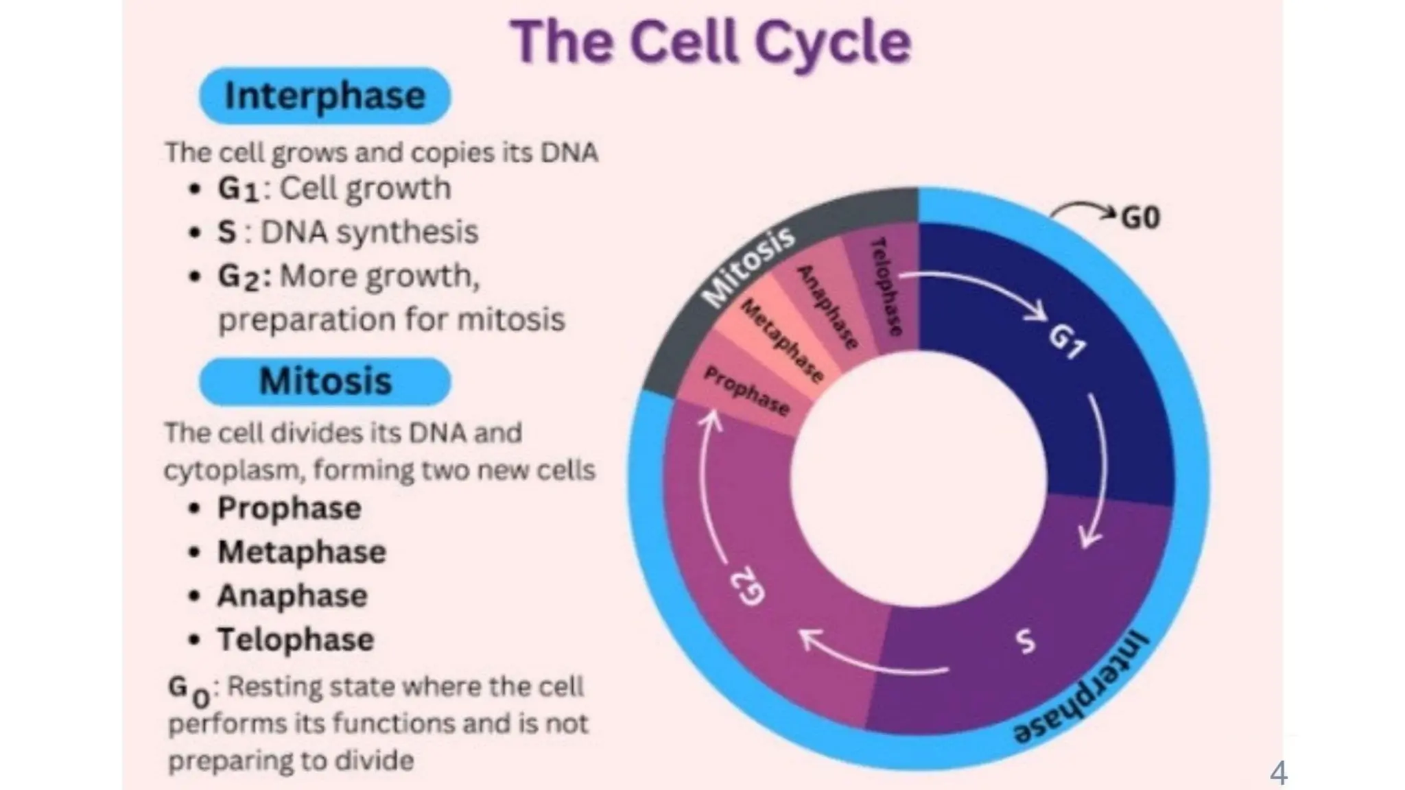CELL SYNCHRONIZATION (PHYSICAL SEPARATION AND CHEMICAL BLOCKADE) | PPTX