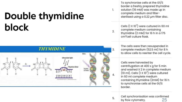 CELL SYNCHRONIZATION (PHYSICAL SEPARATION AND CHEMICAL BLOCKADE) | PPTX