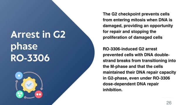 CELL SYNCHRONIZATION (PHYSICAL SEPARATION AND CHEMICAL BLOCKADE) | PPTX