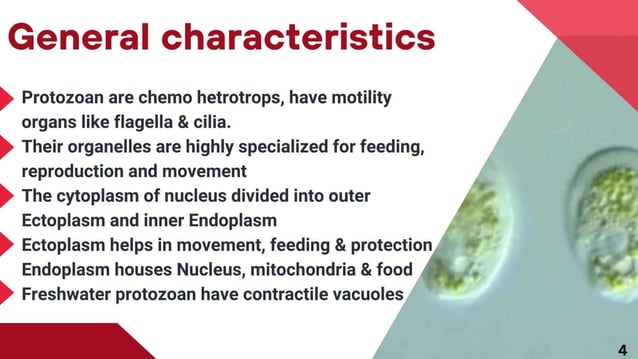 GENERAL CHARACTERISTICS AND CLASSIFICATION OF PROTOZOAN | PPT