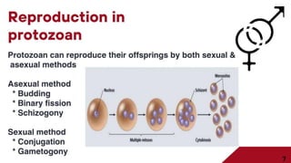GENERAL CHARACTERISTICS AND CLASSIFICATION OF PROTOZOAN | PPT