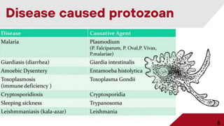 GENERAL CHARACTERISTICS AND CLASSIFICATION OF PROTOZOAN | PPT