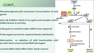BIOCHEMISTRY OF CANCER, MOLECULAR BIOLOGY OF CANCER, TUMOR SUPPRESSOR GENES (P53, RB) | PPT