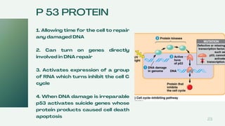 BIOCHEMISTRY OF CANCER, MOLECULAR BIOLOGY OF CANCER, TUMOR SUPPRESSOR GENES (P53, RB) | PPT