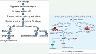 BIOCHEMISTRY OF CANCER, MOLECULAR BIOLOGY OF CANCER, TUMOR SUPPRESSOR GENES (P53, RB) | PPT
