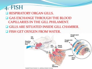 Presentation - PPEDU'10 | PPTX