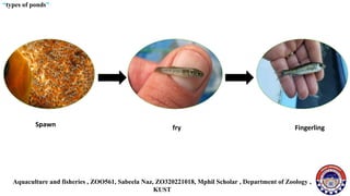 Sabeela Naz (1).pptx