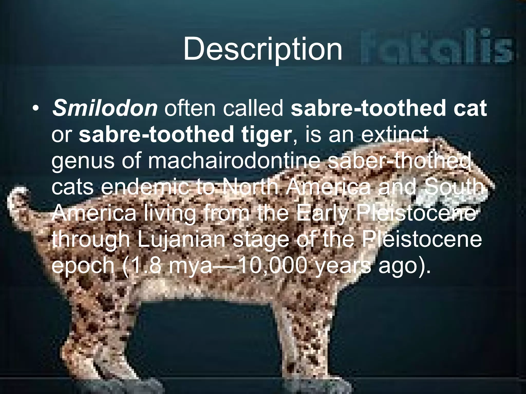 Saber toothed cats | PPT