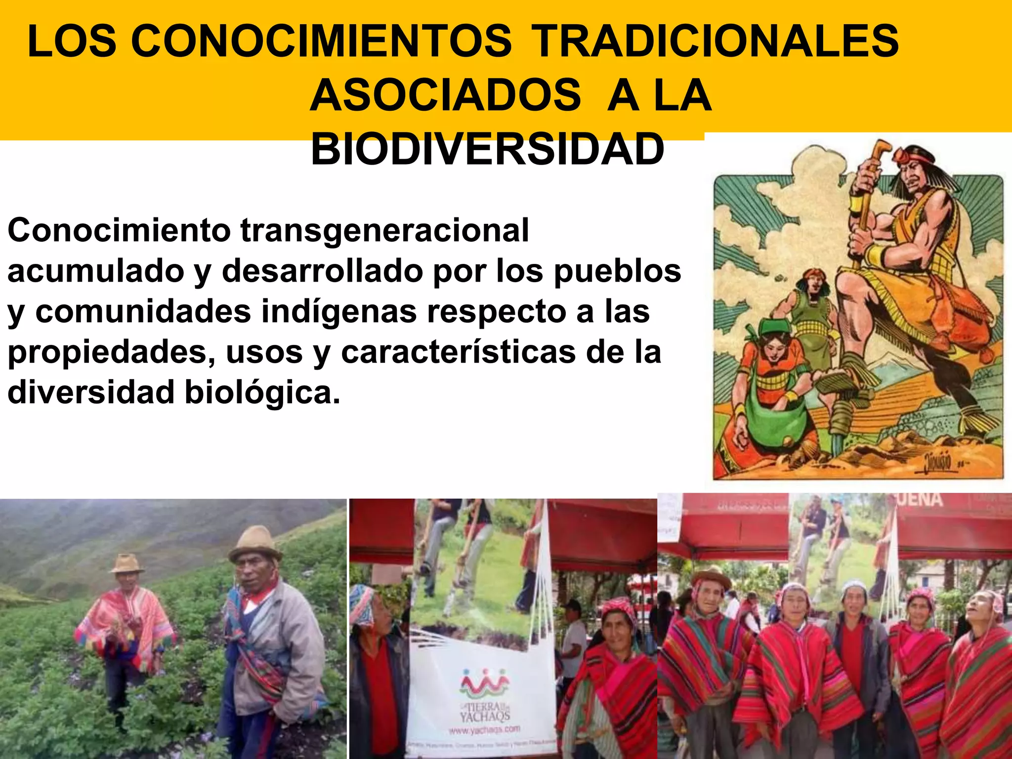 Saberes en medicina tradicional.pptx