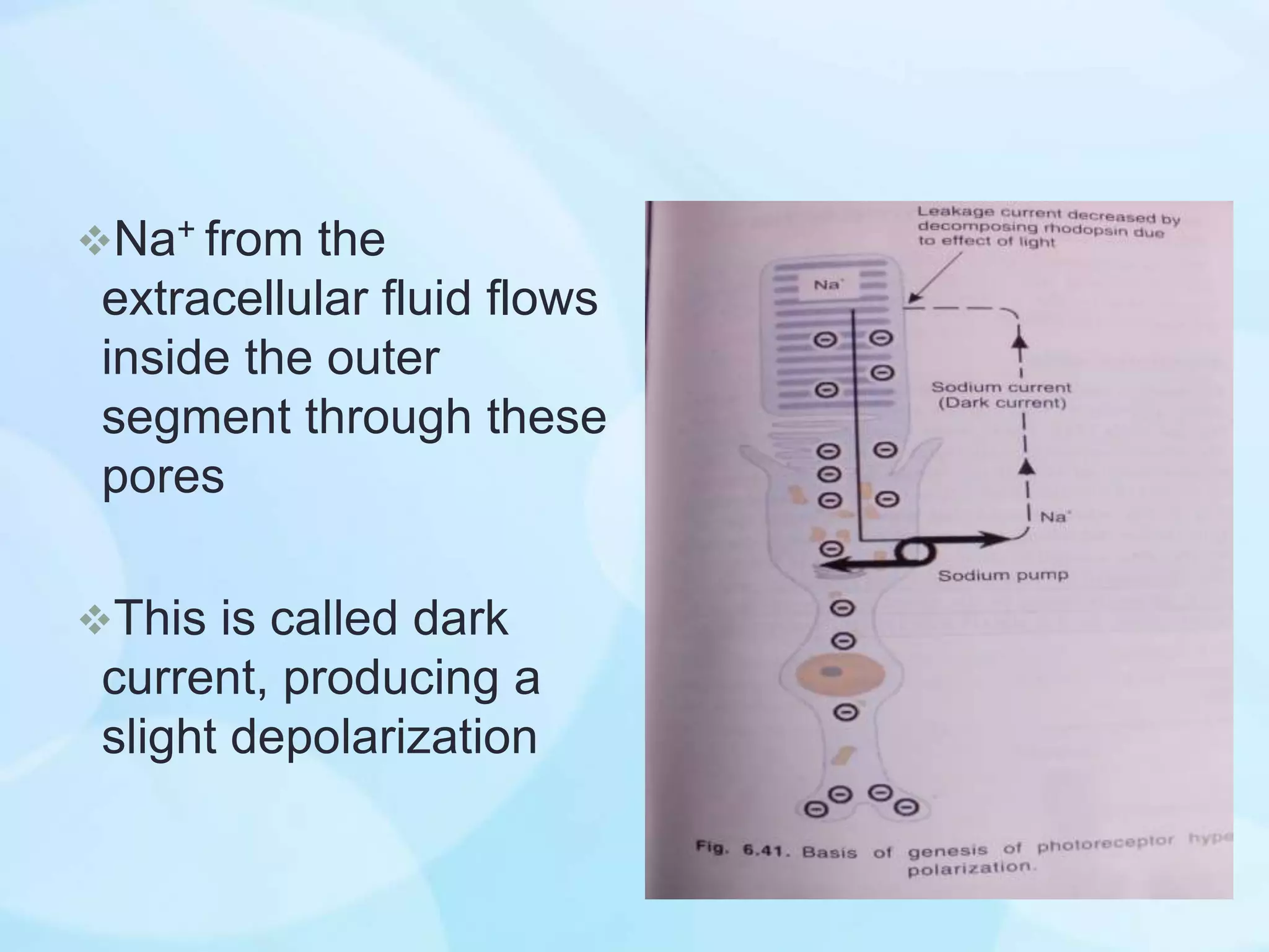 vision biochemistry, role of vitamin A and xerophthalmia | PPTX