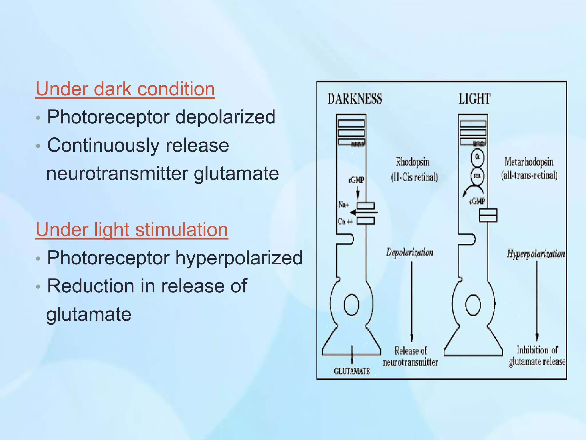 vision biochemistry, role of vitamin A and xerophthalmia | PPTX