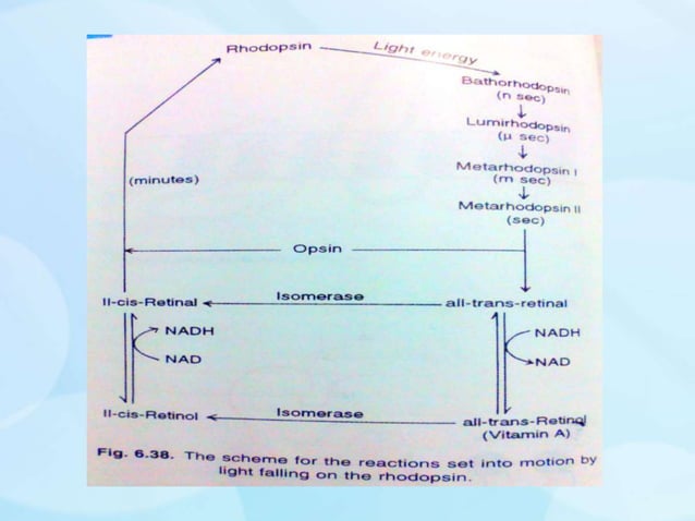 vision biochemistry, role of vitamin A and xerophthalmia | PPTX | Eye ...