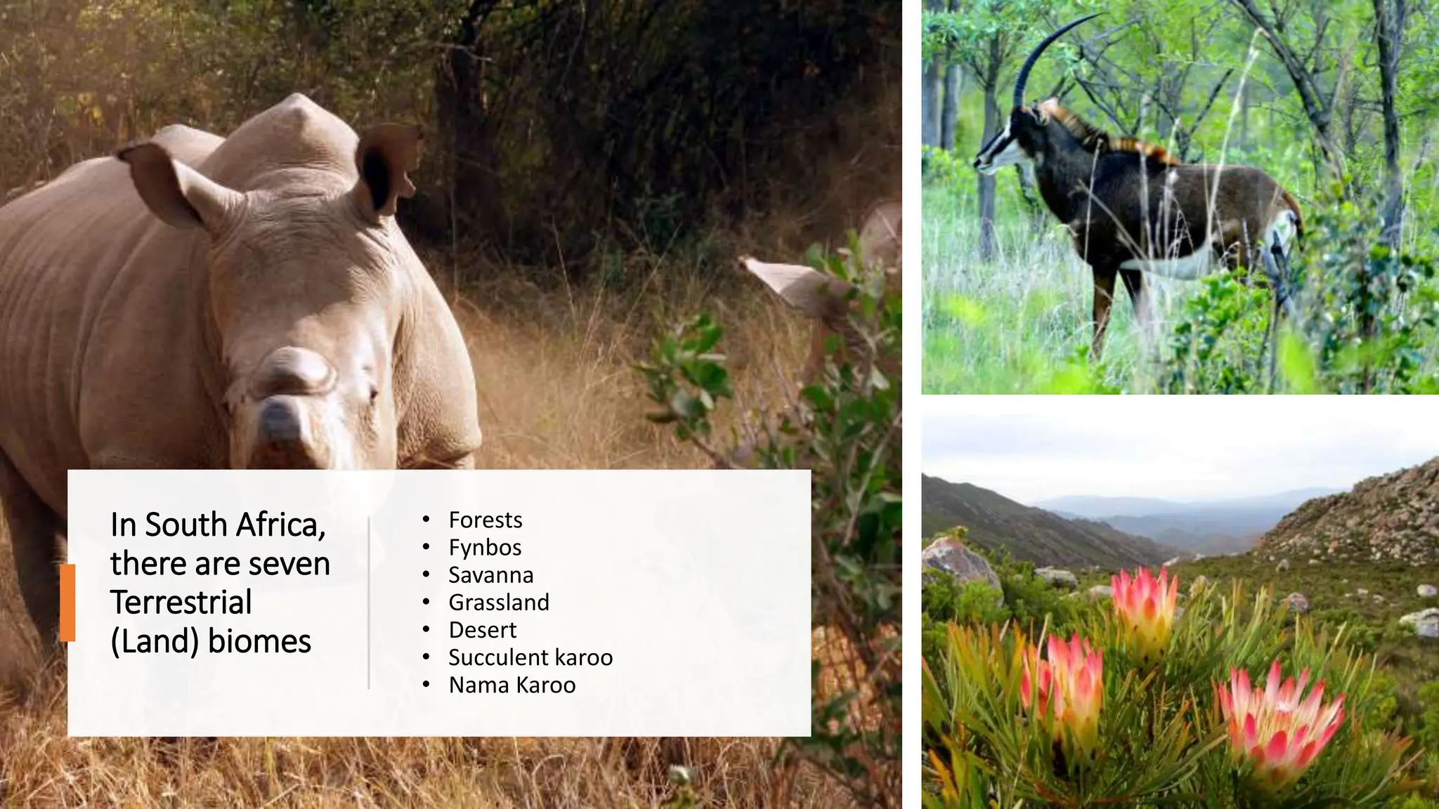 GRADE 10 SOUTH AFRICAN BIOMES PRESENTATION .pptx | Geography | Science
