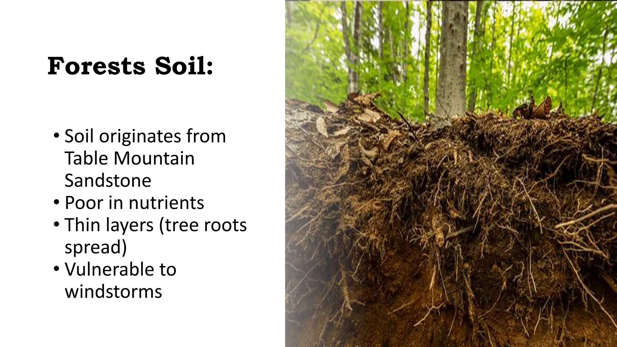 GRADE 10 SOUTH AFRICAN BIOMES PRESENTATION .pptx