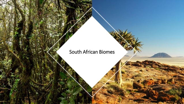 GRADE 10 SOUTH AFRICAN BIOMES PRESENTATION .pptx | Geography | Science