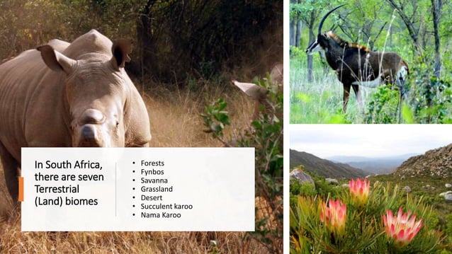 GRADE 10 SOUTH AFRICAN BIOMES PRESENTATION .pptx | Geography | Science