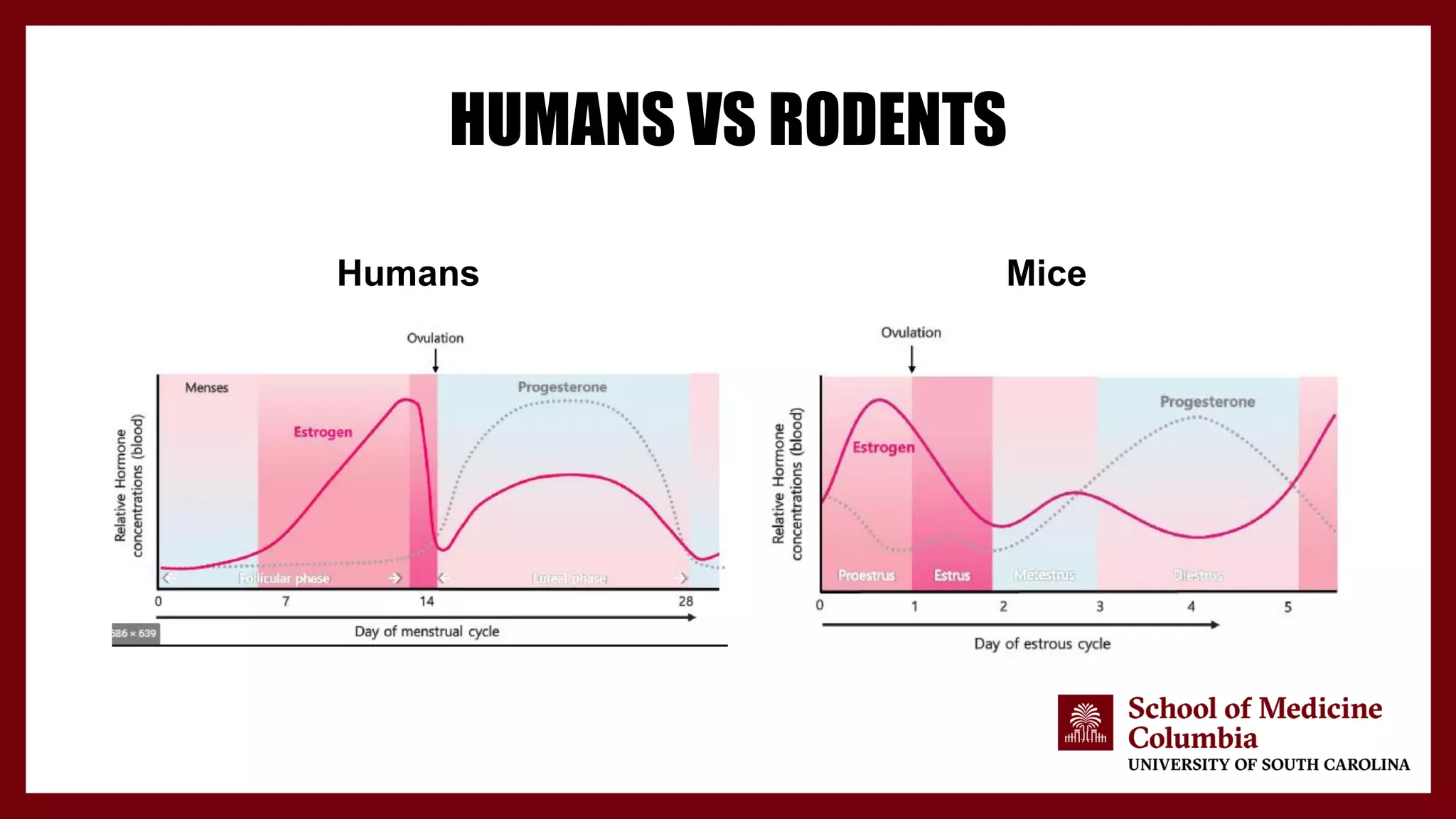 Exploring Estrogen’s Role in Metabolism and the Use of 13C-Labeled ...