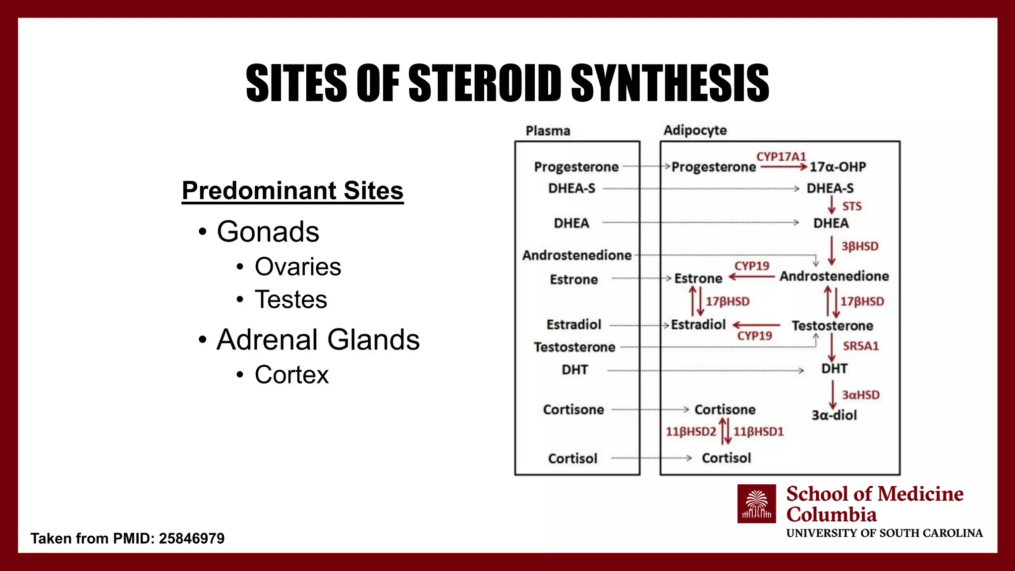 Exploring Estrogen’s Role in Metabolism and the Use of 13C-Labeled ...