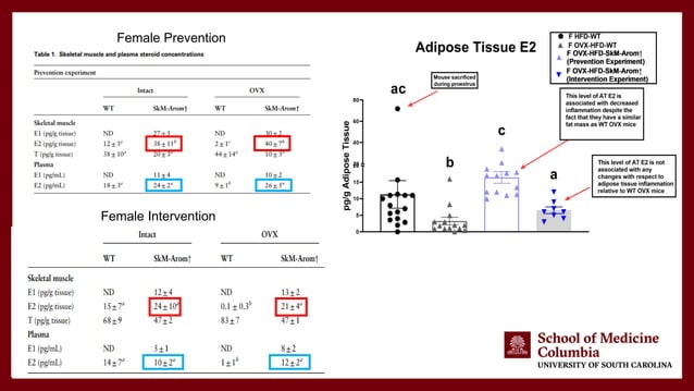 Exploring Estrogen’s Role in Metabolism and the Use of 13C-Labeled ...
