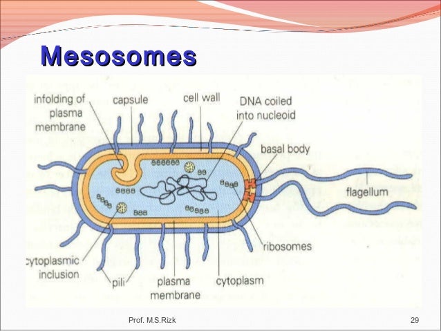 Microbiology Ch. 1&2 (Dr. Sabri)