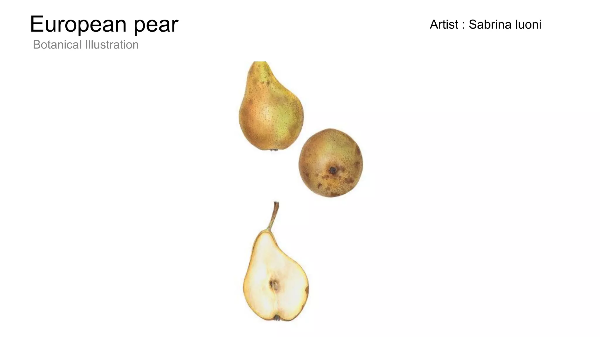 Sabrina Luoni - Botanical & Animal Illustrator - London | PPT