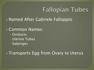 Sabrina Scarborough Endometrium, Fallopian Tubes, Gynecology ...