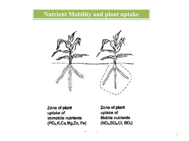 Mechanisms of secondary nutrient movement into and within the plant | PPT