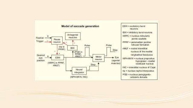 Saccadic Eye Movement | PPTX | Eye and Vision Conditions | Diseases and ...