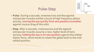 Saccadic Eye Movement | PPTX