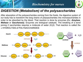 Saccharides (carbohydrates) | PPT