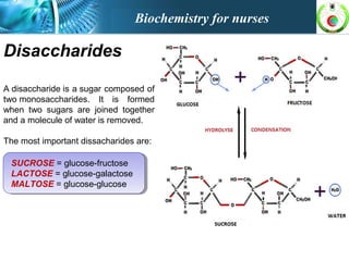 Saccharide An Overview ScienceDirect Topics, 54% OFF