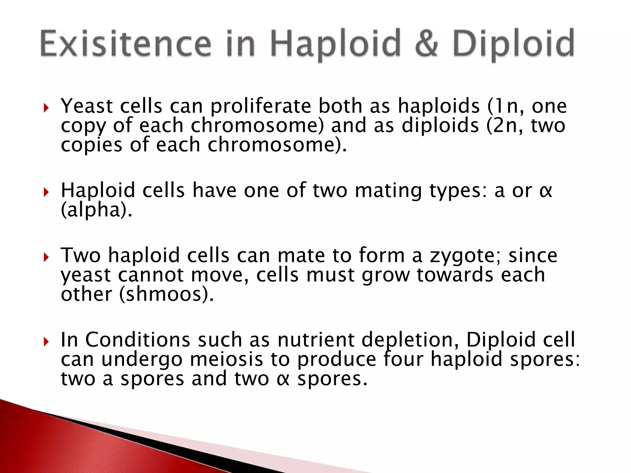 saccharomyces cerevisiae: genome, Existence in haploid & diploid cell ...