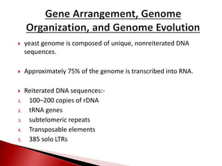 saccharomyces cerevisiae: genome, Existence in haploid & diploid cell ...