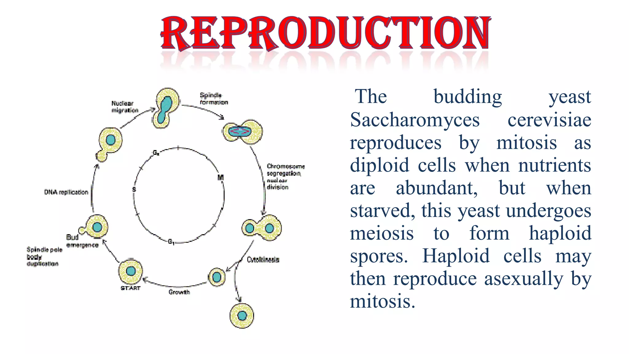 Saccharomyces cerevisiae | PDF