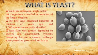 Saccharomyces cerevisiae | PDF