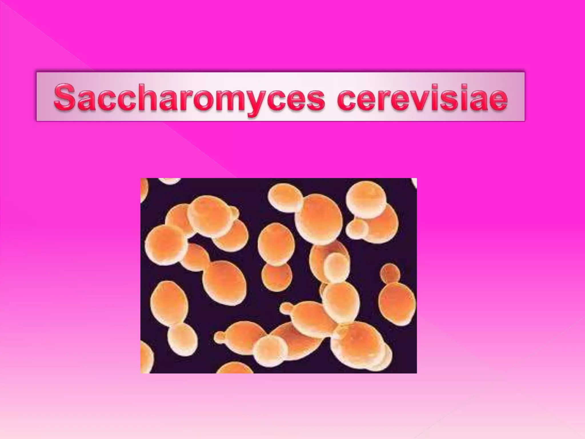 Saccharomyces cerevisiae | PPTX