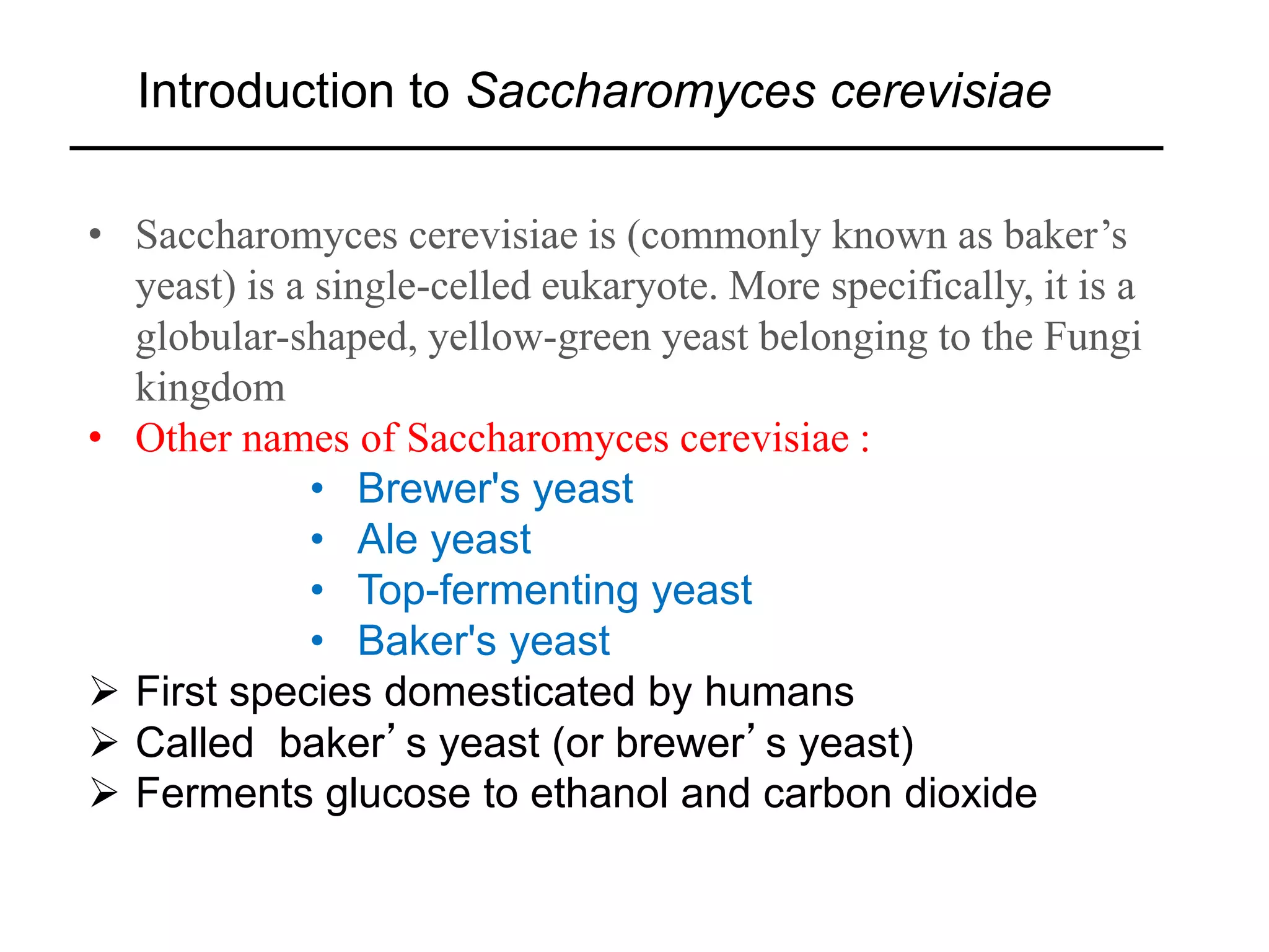Saccharomyces cerevisiae | PPTX
